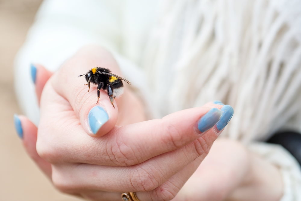Bee Sting Home Treatments - Well-Being Secrets