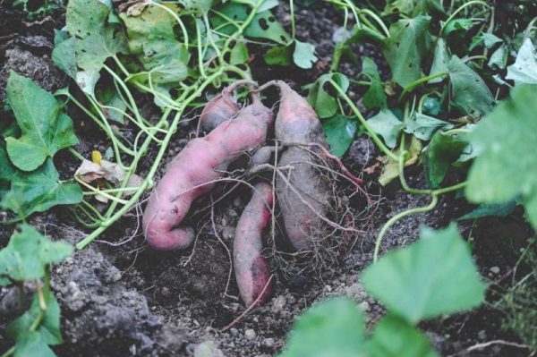 23 Evidence-Based Benefits of Sweet Potatoes - Well-Being Secrets