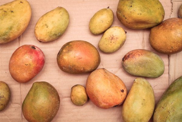 28 Evidence-Based Benefits of Mango - Well-Being Secrets