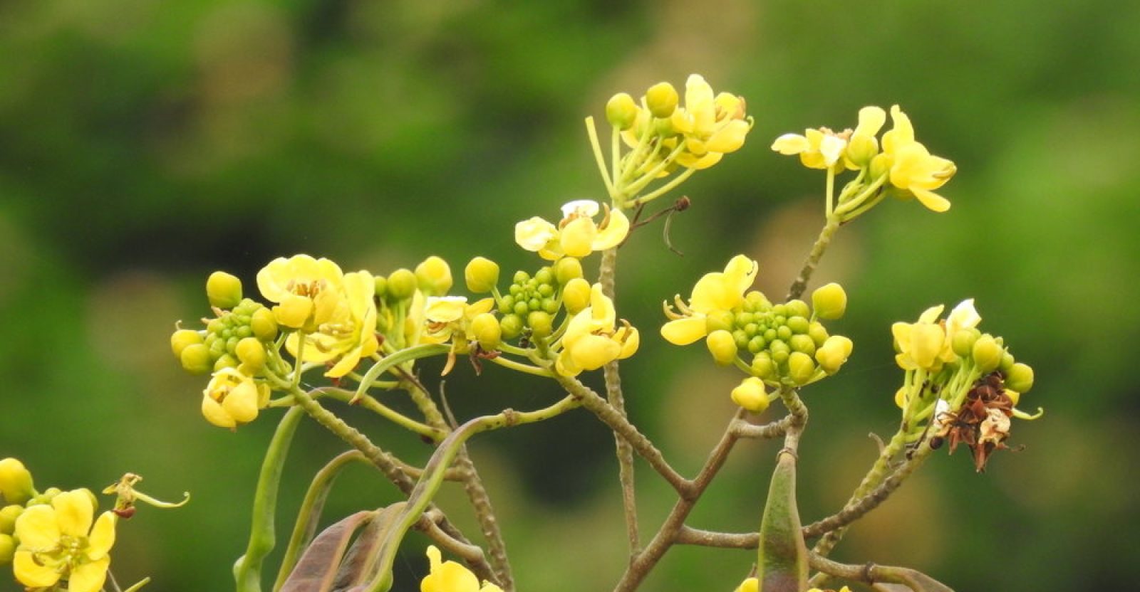 Senna Tea Benefits, Uses, Risks and Interactions - Well-Being Secrets