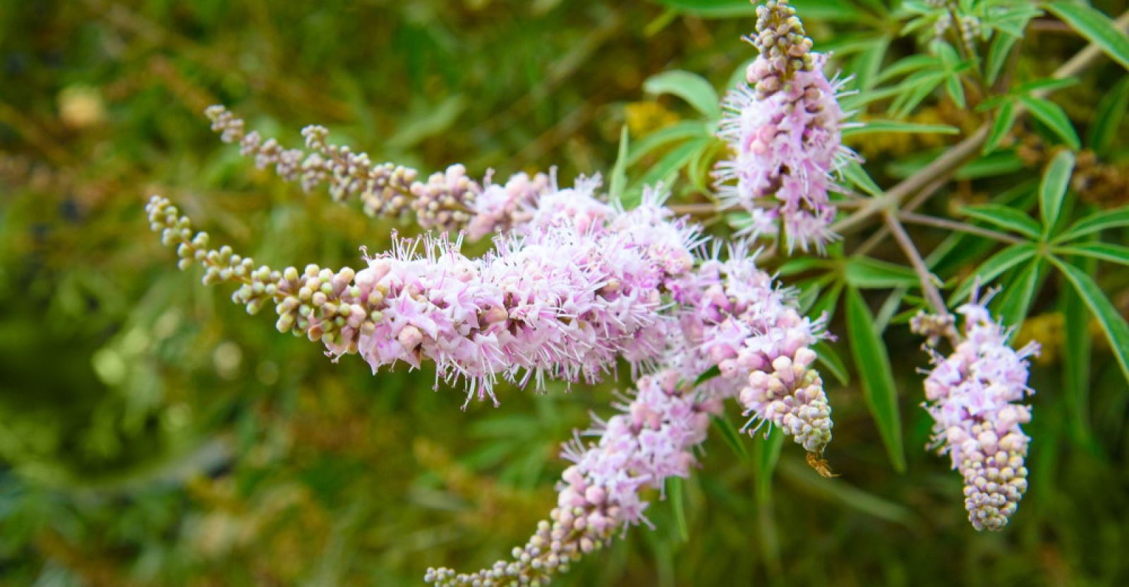 8 Evidence-Based Benefits of Vitex (Chasteberry) - Well-Being Secrets 8 Evidence-Based Benefits of Vitex (Chasteberry) - Well-Being Secrets