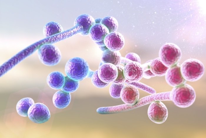 Candida Symptoms Causes Treatments And Remedies Well Being Secrets